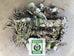 Sweet Flag/Calamus Root (Acorus calamus) – Friends of the Trees Botanicals