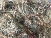 Sweet Flag/Calamus Root (Acorus calamus) – Friends of the Trees Botanicals