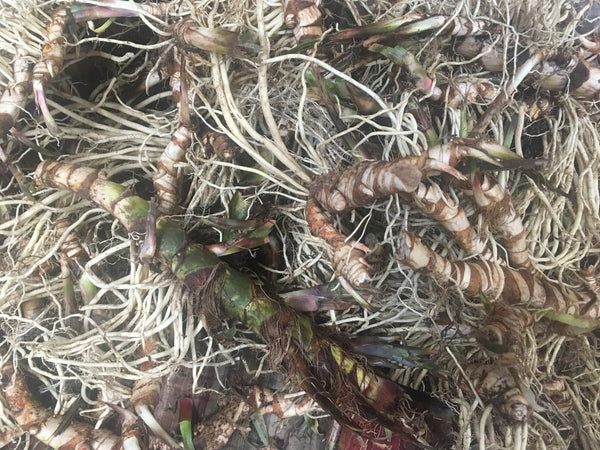 Sweet Flag/Calamus Root (Acorus calamus) – Friends of the Trees Botanicals